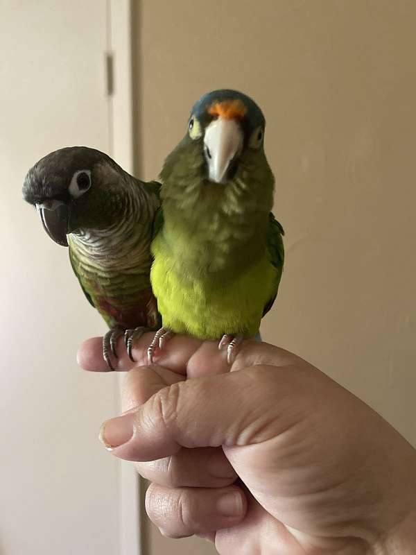 Half moon conure and green cheek