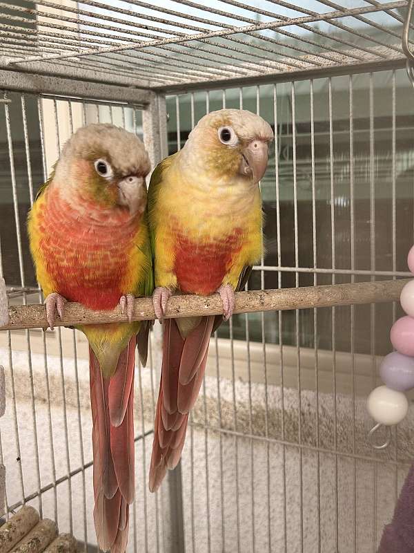 Pair of pineapple conures