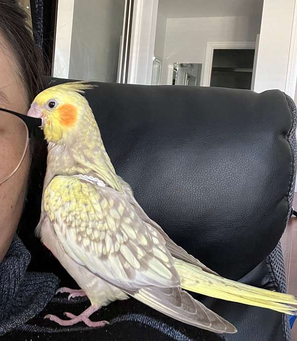 6 months female cockatiel