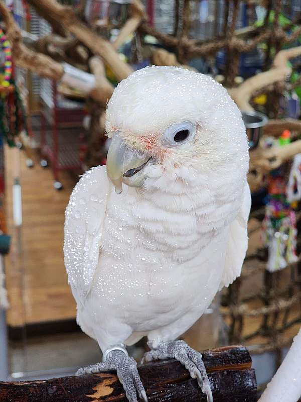 Goffin Cockatoo