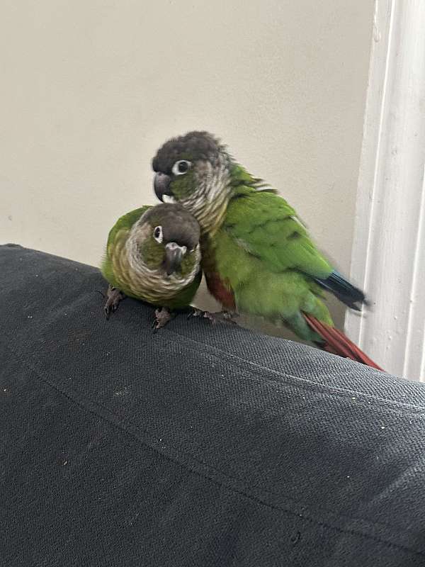 Bonded Green Cheek Conures