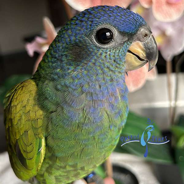 Baby Blue Headed Pionus Available at Parrot Stars