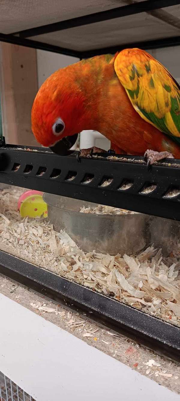 Hand fed High red sun conure