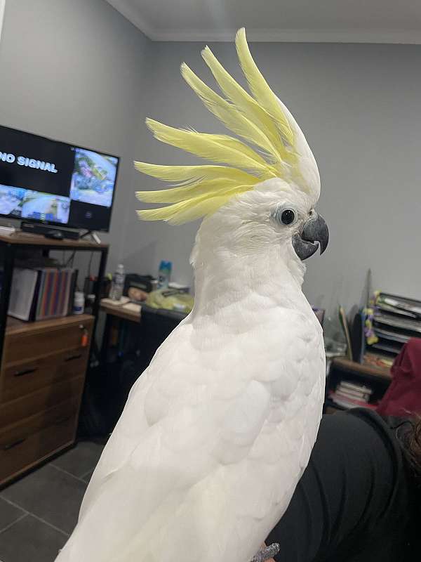 Greater Sulpher Crested Cockatoo Parent Raised