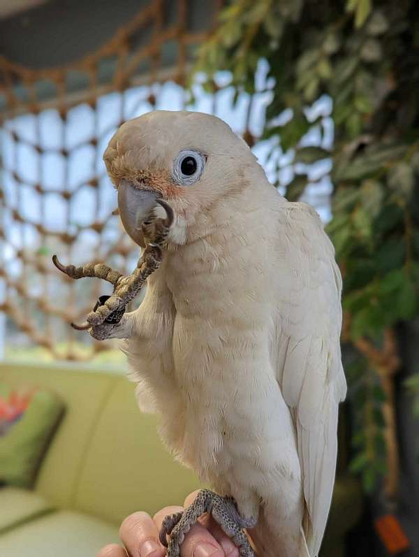Goffin's Cockatoo