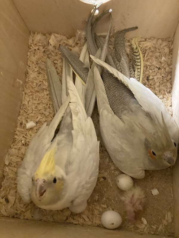 Proven Emerald Cockatiel Hen