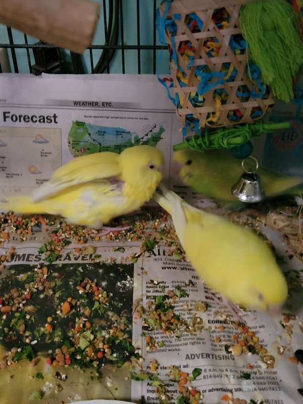 Hand fed parakeets