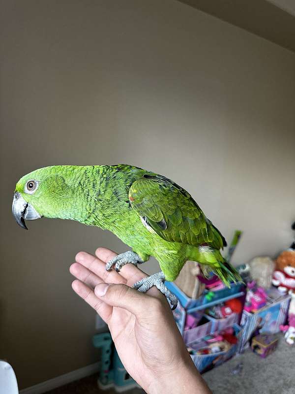 Male Yellow Naped Amazon Parrot