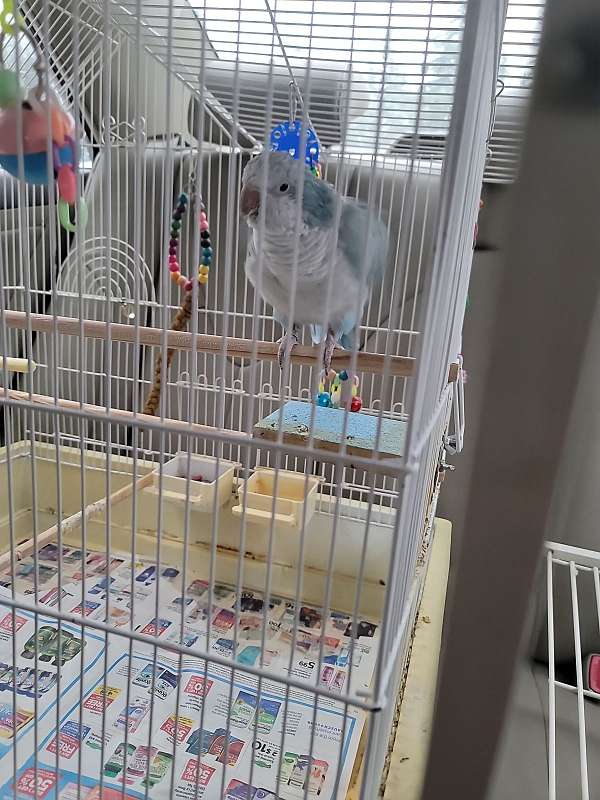 Blue Quaker Parrot With Cage