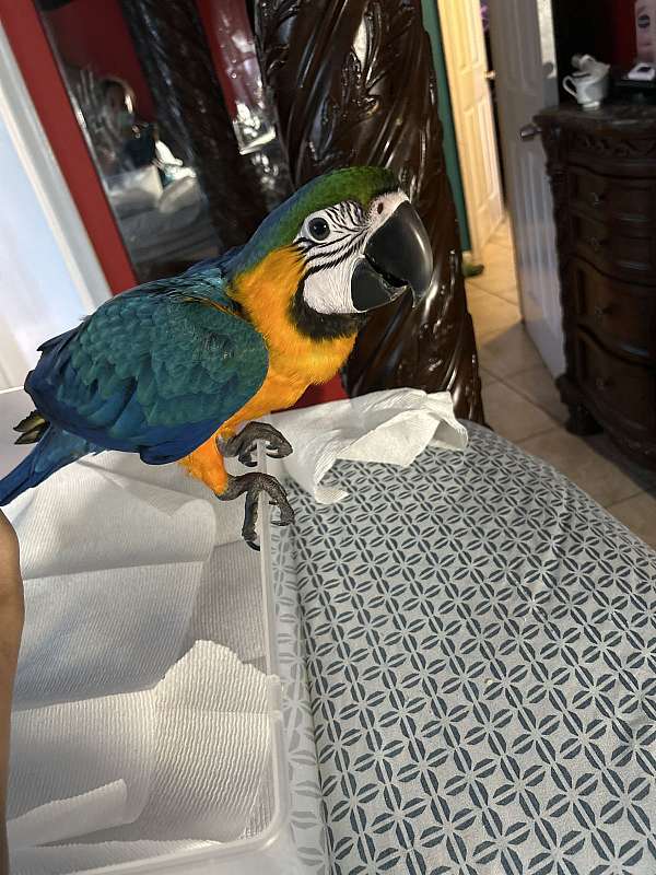 2-3 months macaw baby