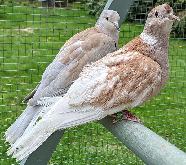 Bonded Ringneck Dove Pair