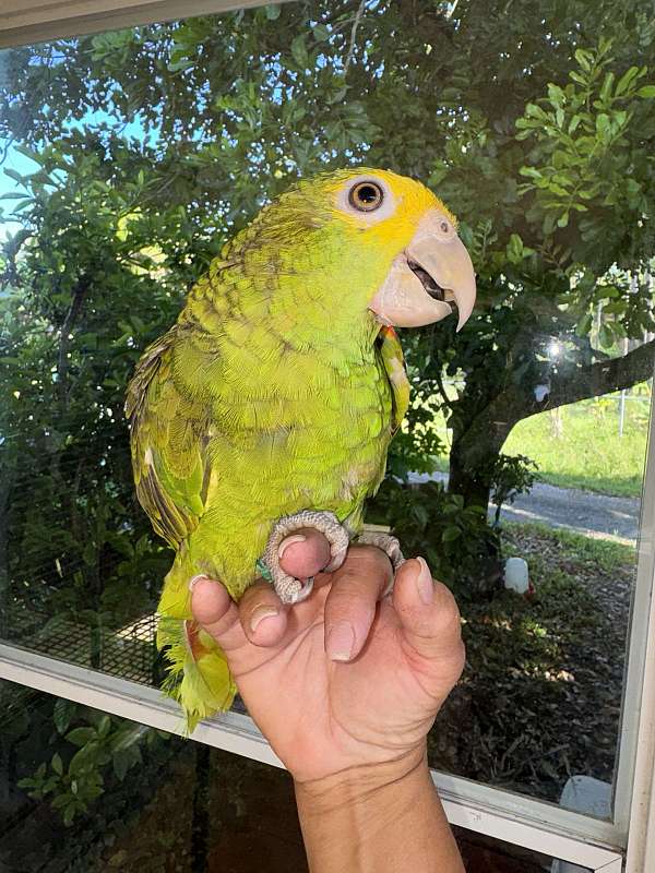 Double Yellow Amazon baby female