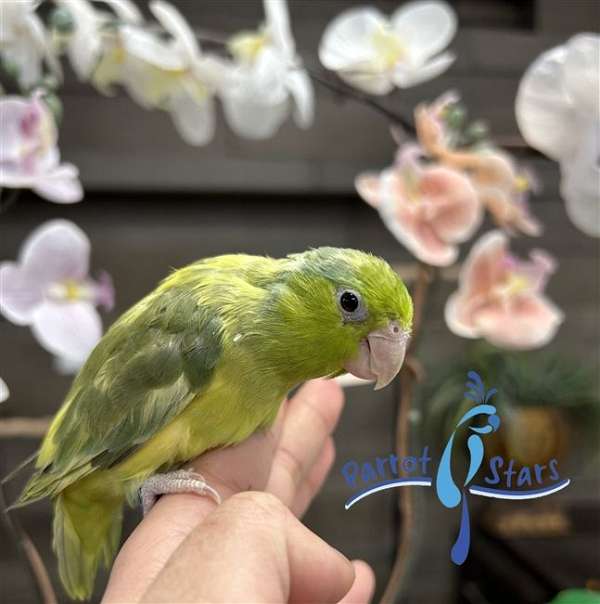 Baby Green Pied Pacific Parrotlet available at Parrot Stars!