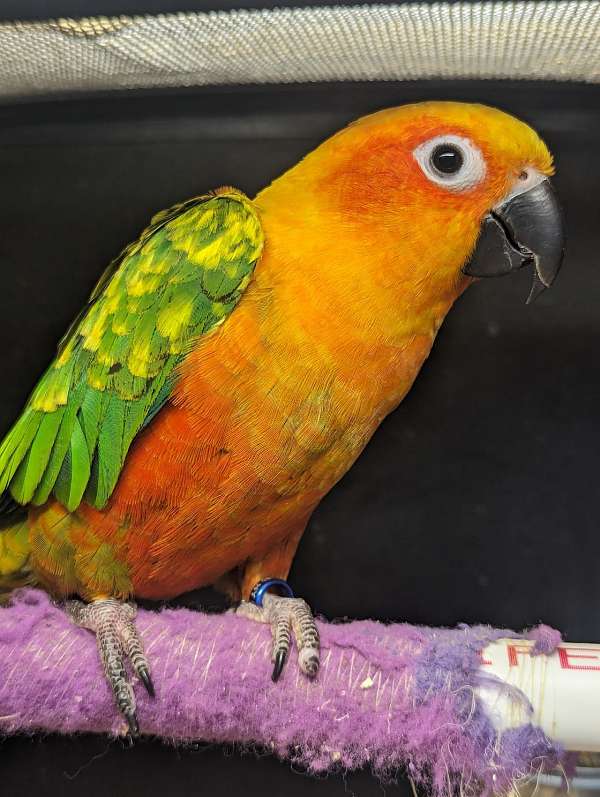 Sun Conure