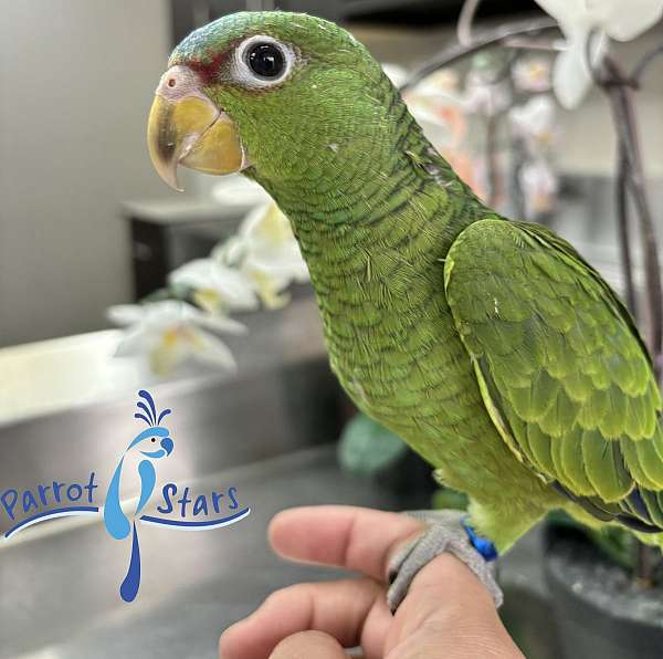 Baby White Fronted Amazon Available at Parrot Stars!