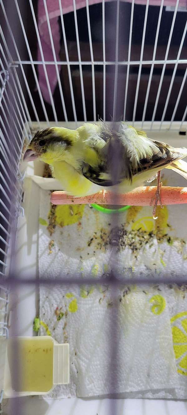 Dutch Frill Canary