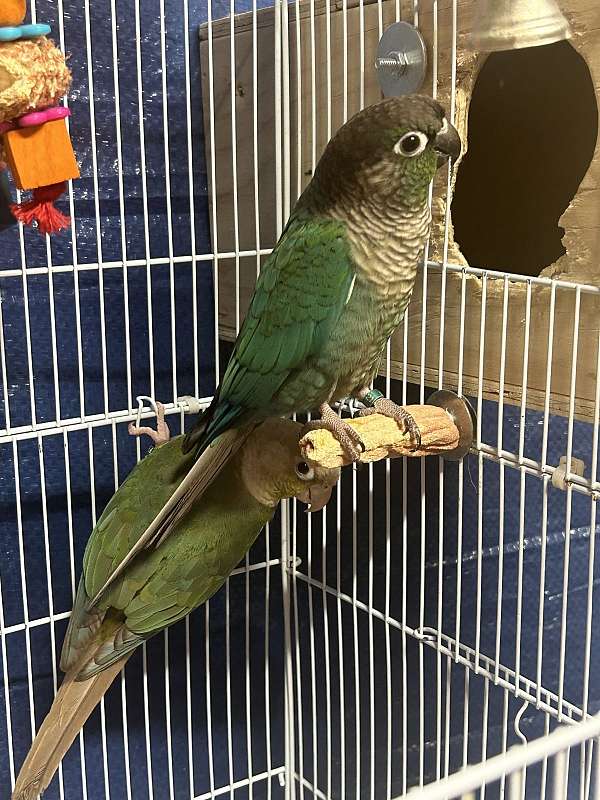 Proven conure pair