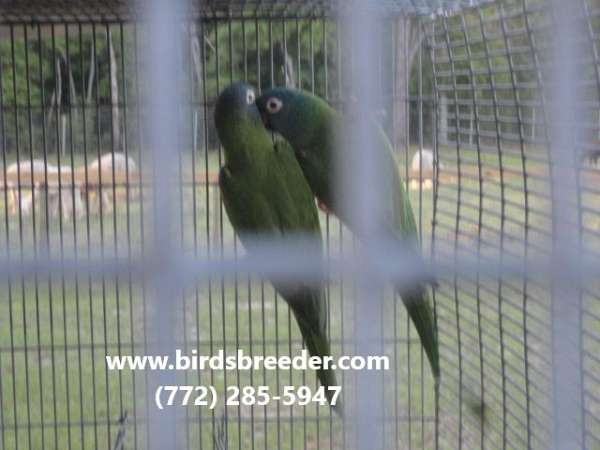 Young pairs of Blue Crown Conures available at $1,800 per pair