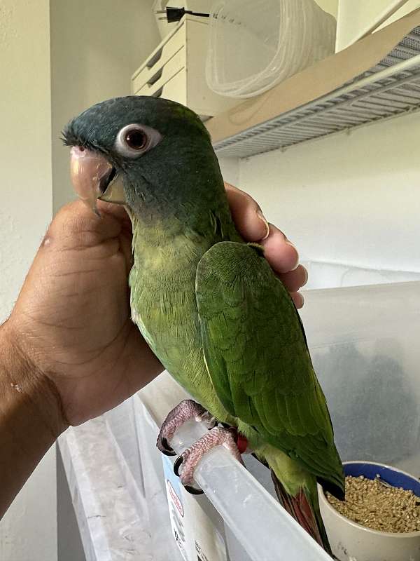 Blue crown conure babies