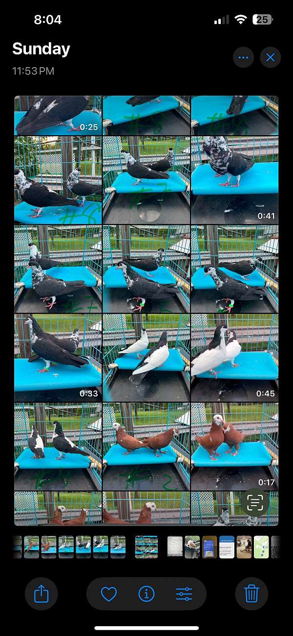 Afghan pigeons blk tail guldar sharazi and Red surk jogi