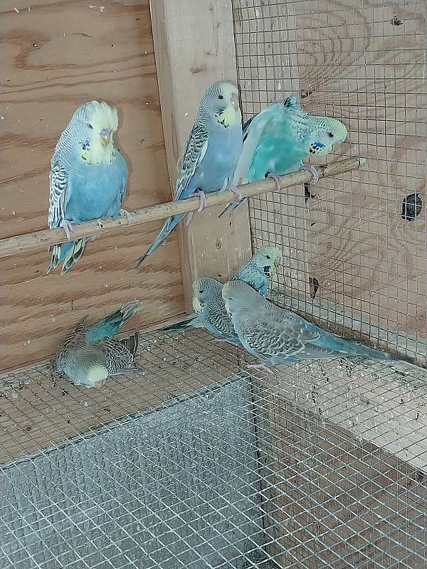 English Spangle Parakeets