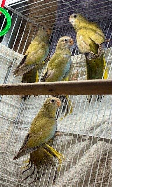 Cinnamon Scarlet Chested Grass Parakeets