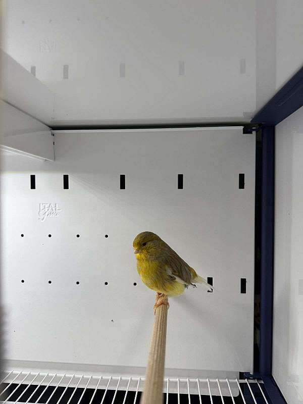 Beautiful Gloster Canary – Male, 1 Year Old