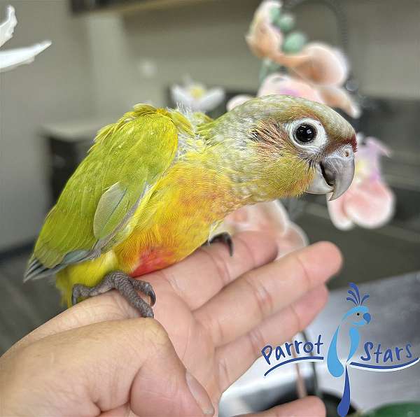 Baby Dilute Green Cheek Conure Available at Parrot Stars!