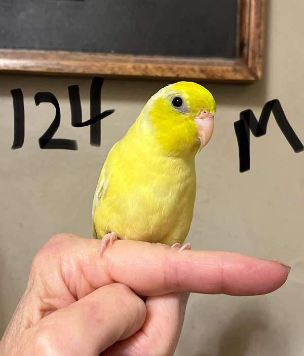 Hand Fed Baby Pied Male Parrotlet