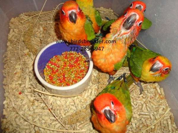 Baby red factor Sun Conures available at $750 each. Multi-purchase discount