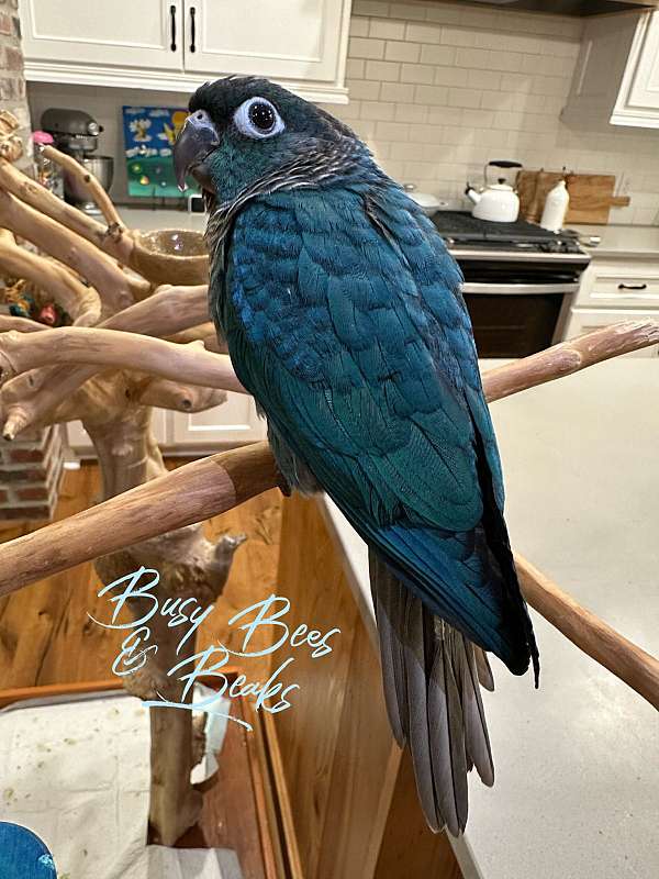 Single Factor Violet Green Cheek Conure