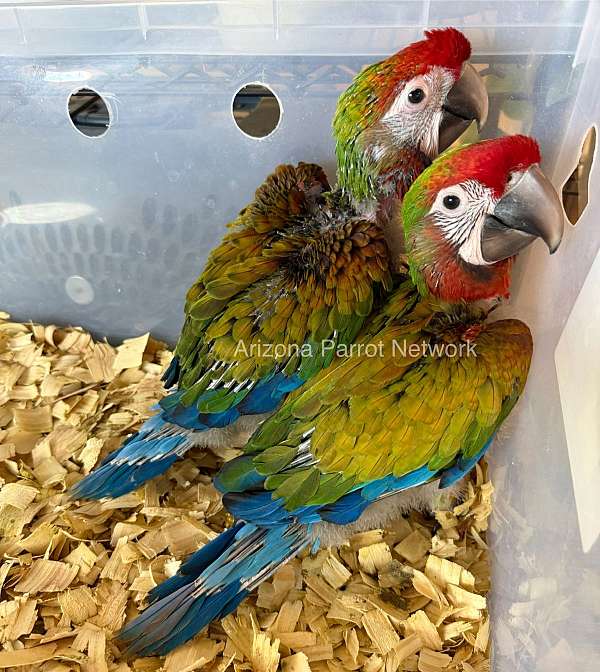 Shamrock Macaw Chicks