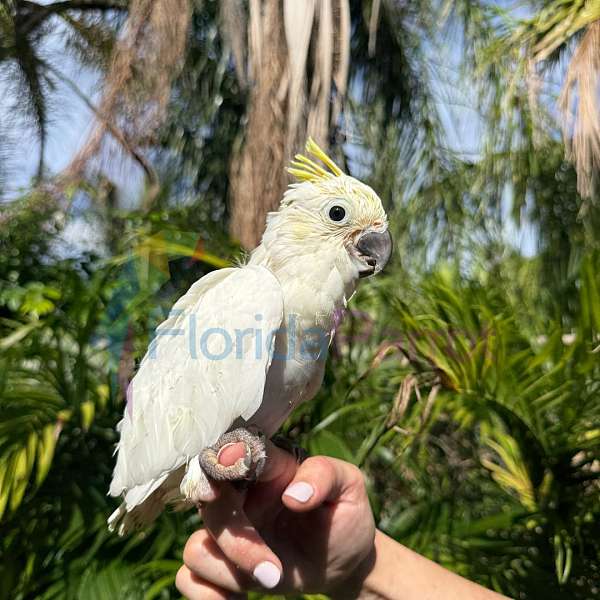 Medium Sulphur Crested Cockatoo