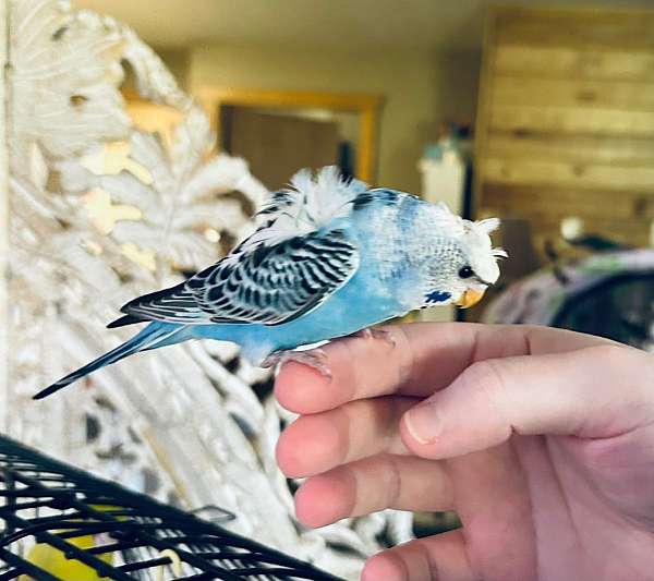 Rare fancy Budgie