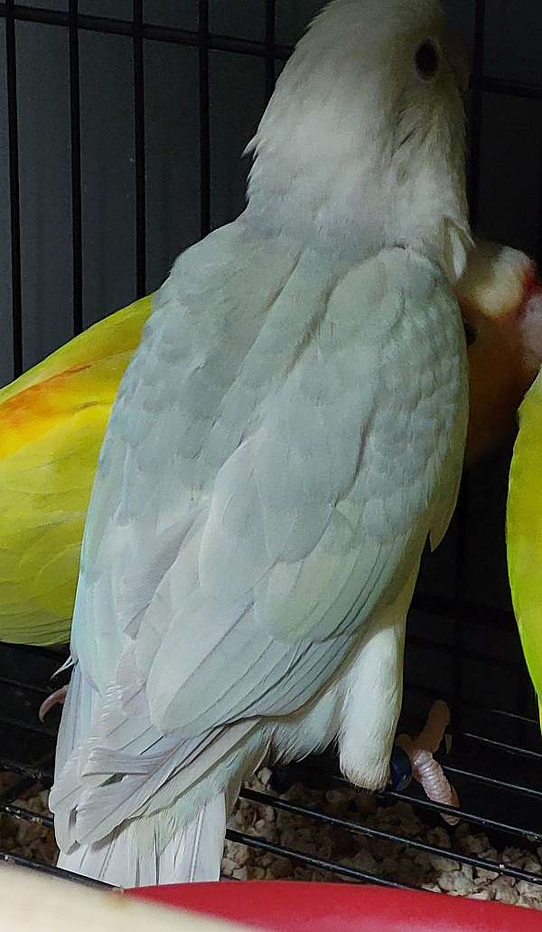 single factor violet moon cheek