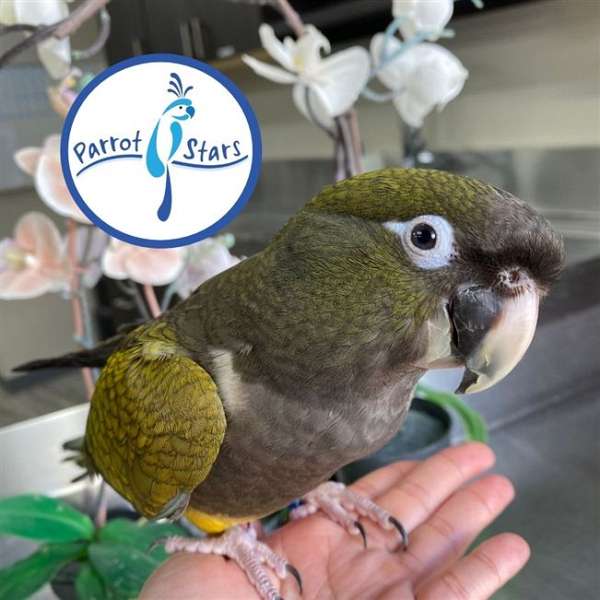 Baby Patagonian Conure Available at Parrot Stars!