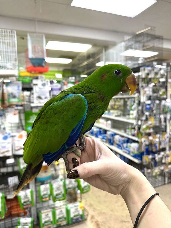 Baby Eclectus Parrot for Sale