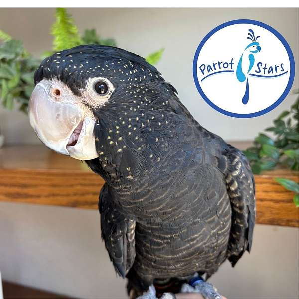 Baby Red Tail Black Cockatoo Available at Parrot Stars!