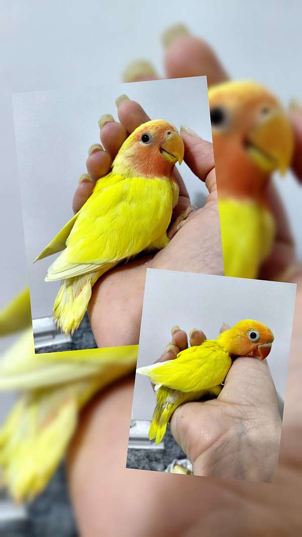 Lovebird babies yellow fisher and roseicollis lutino