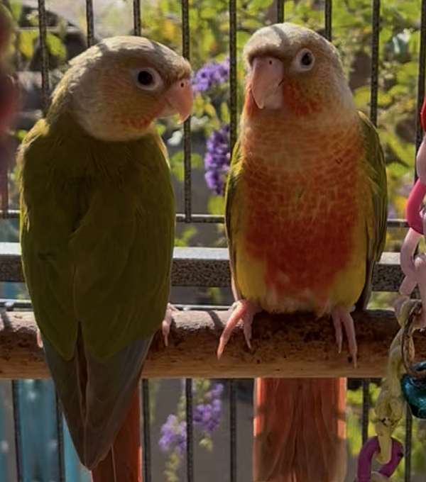 DNA Tested | Hand-Fed | High Red Pineapple Green Cheek Conures