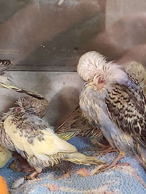 Parakeet Babies For Sale