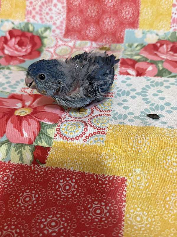 Baby Linnie