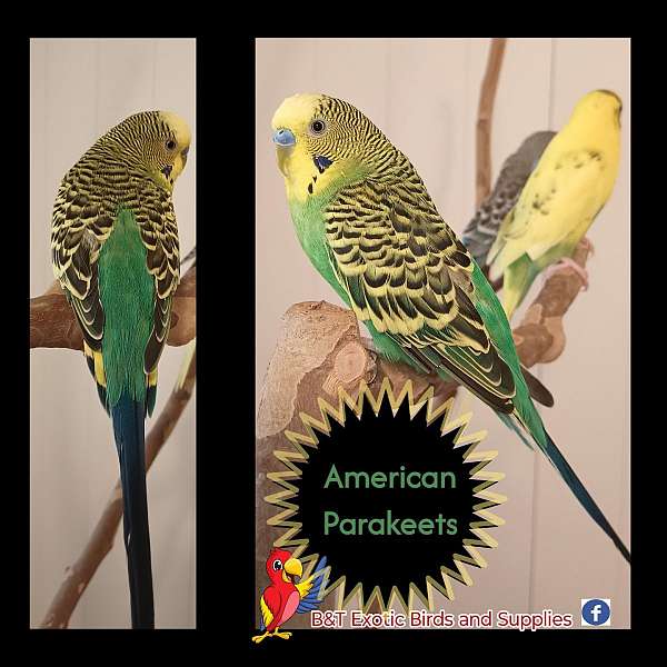 American Parakeet