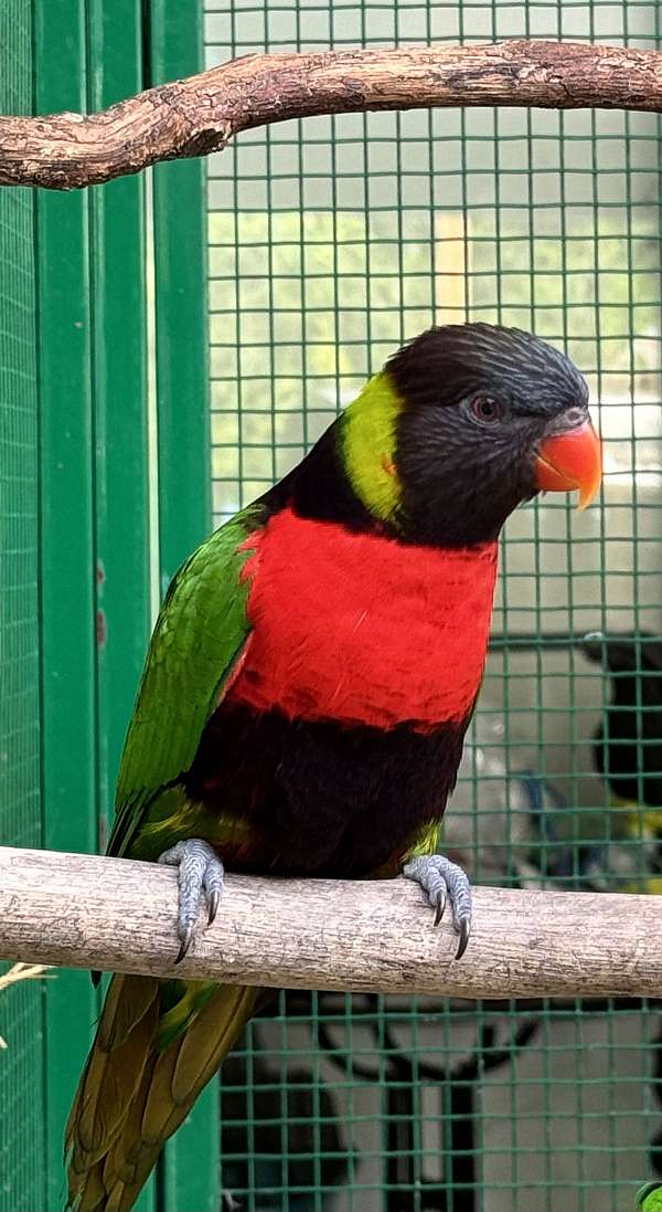 Forstens/Sunset Lorikeet