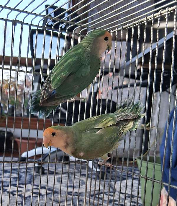 Love bird pair