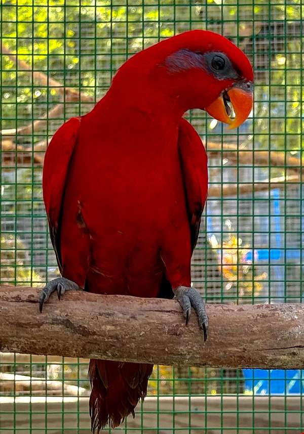 Red Lory