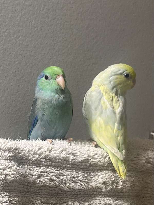 Baby Parrotlets