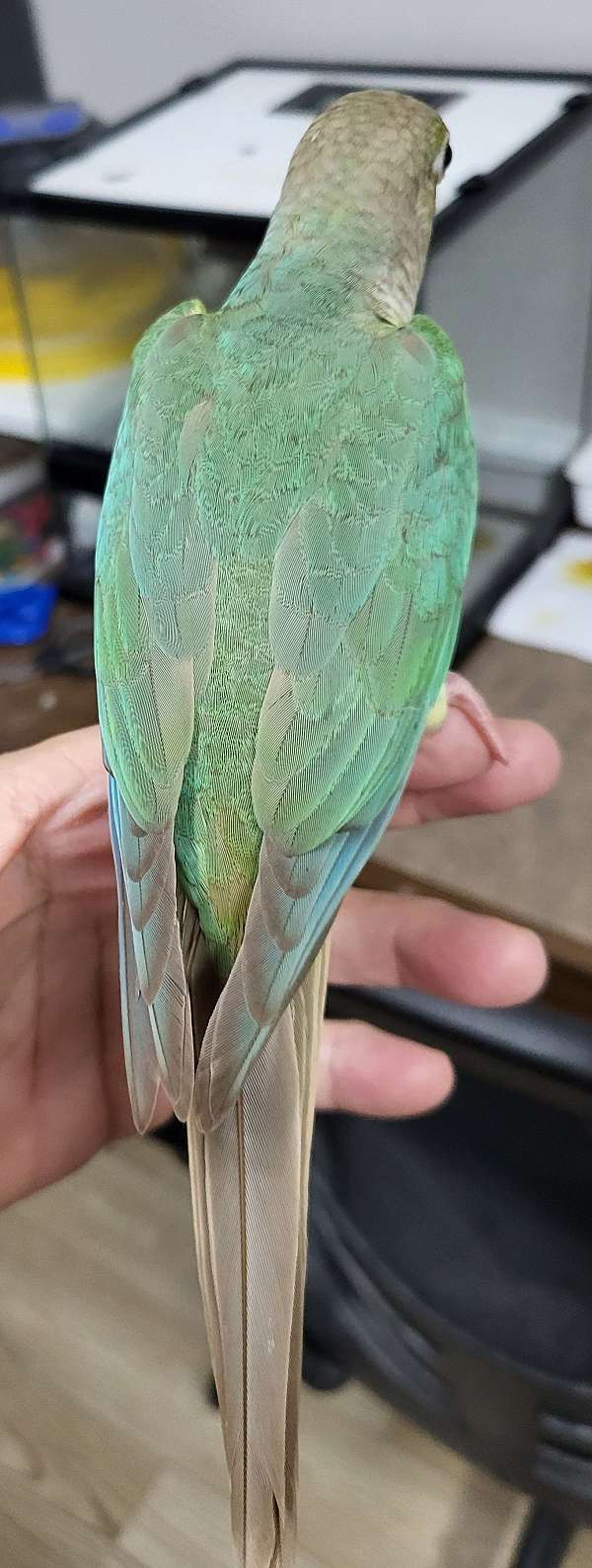 pineapple turquoise green cheek
