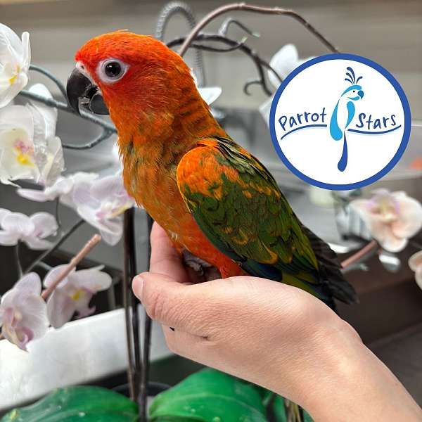 Baby Red Factor Sun Conure Available at Parrot Stars!
