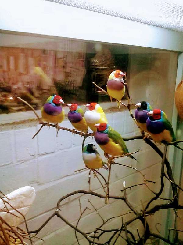 Lady Gouldin Finches